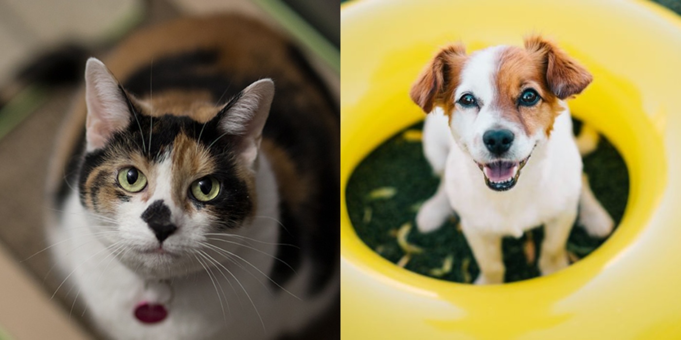 Πώς να διατηρήσετε το κατοικίδιό σας ευτυχισμένο και υγιές: 10 συμβουλές! - Petkeepers