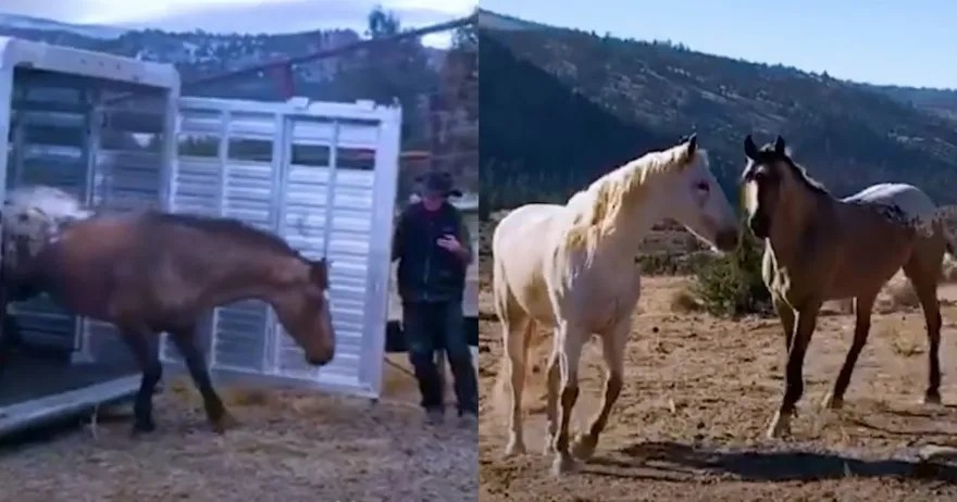 Ποτέ δεν ξέχασαν ο ένας τον άλλον: Άλογο επανενώνεται με την φίλη του ...