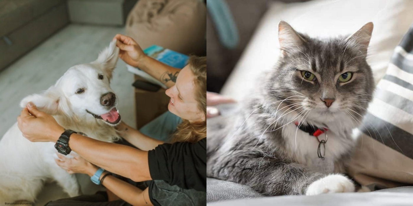 Πώς θα φέρω νέο κατοικίδιο στο σπίτι - Petkeepers