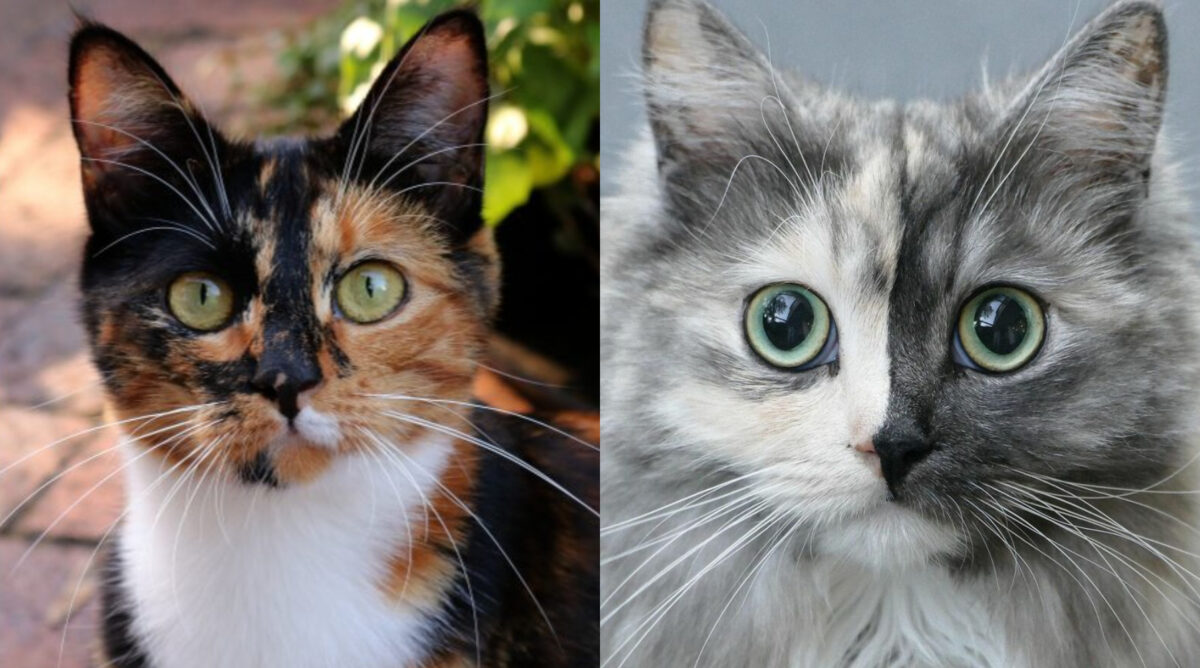 Γάτες Caliby: Ο συνδυασμός Calico και Τabby, τα μοναδικά χρώματα, τα ...