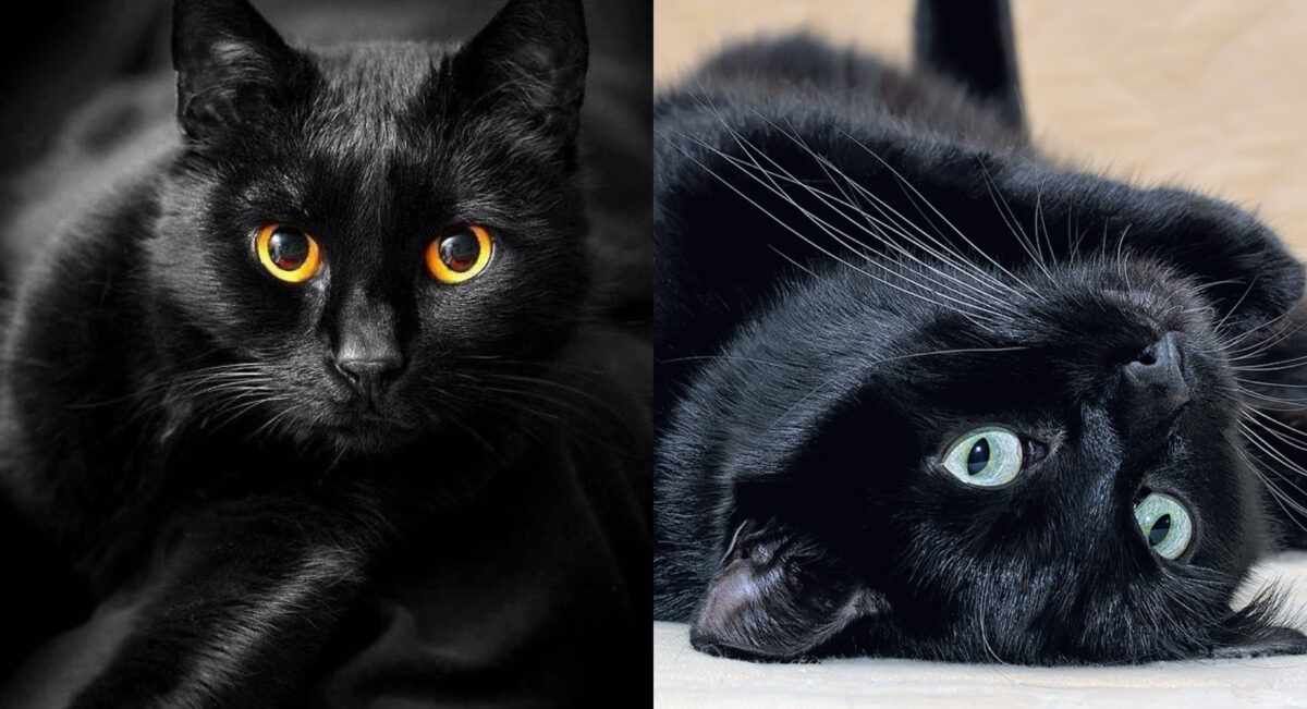 Μαύρες γάτες: Σπάμε την γρουσουζιά - Ιστορία, Φυλές και η θετική πλευρά ...