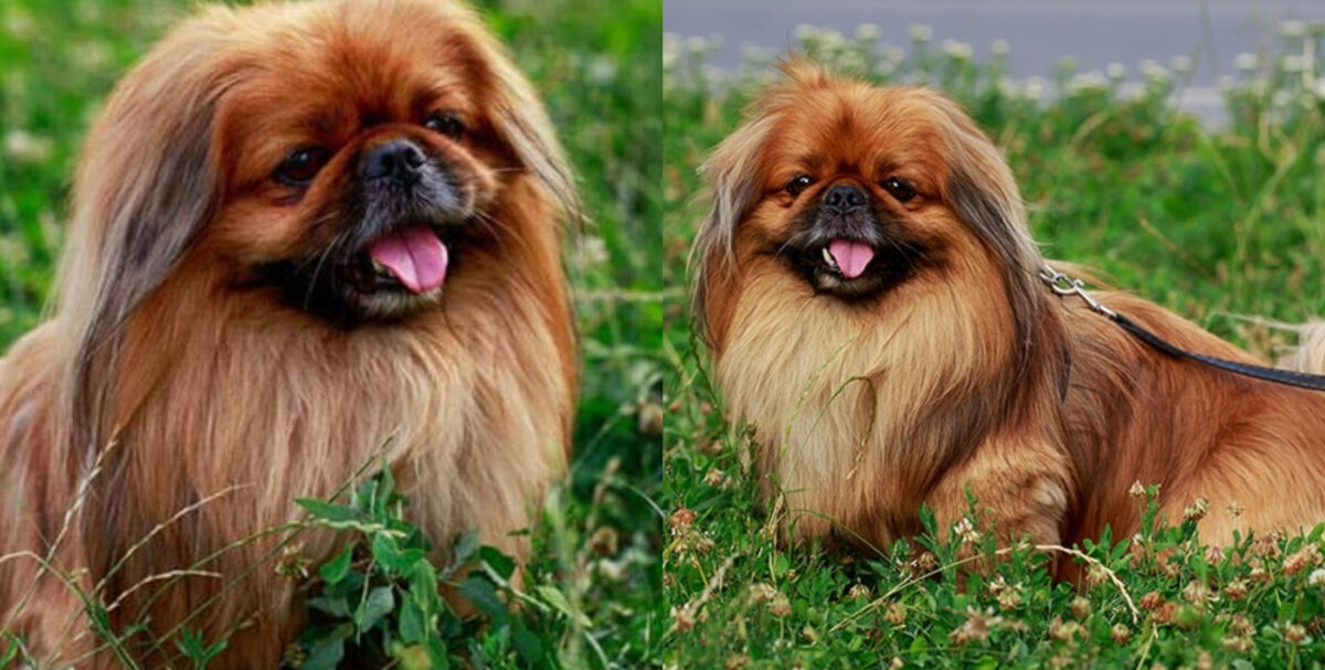 Σκύλος Πεκινουά: H μικρόσωμη ράτσα με την αρχαία Κινέζικη καταγωγή ...