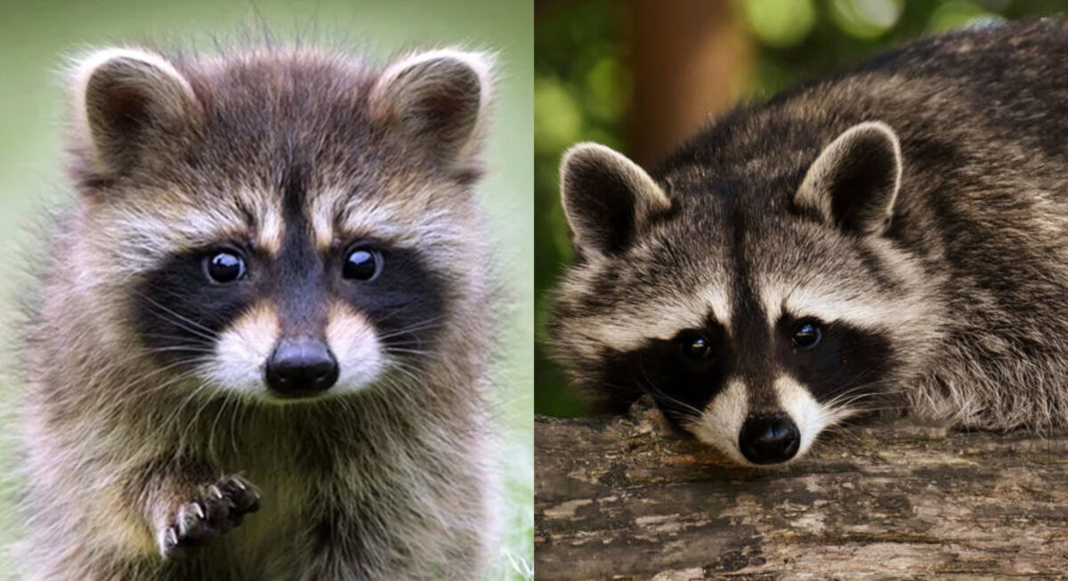 Ρακούν: Ο μπελάς της αυλής - Οι ασθένειες, Πως να προστατέψετε το ζώο ...