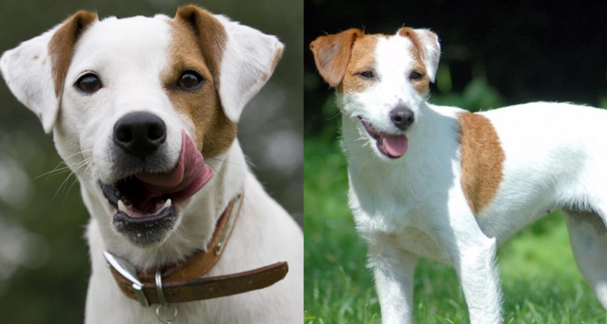 Parson Russell Terrier: Ένας σκύλος που δεν είναι για όλους, Επισκόπηση ...