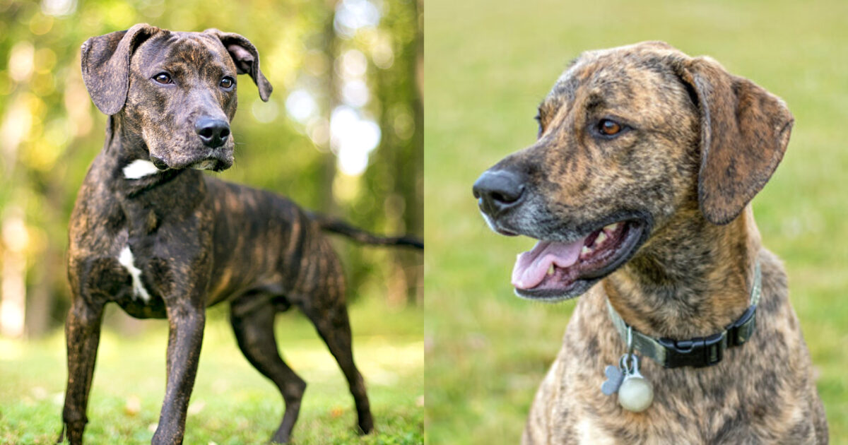 Plott Hound: Ένας γνήσιος ιχνηλάτης, Επισκόπηση φυλής – Ανάγκες ...