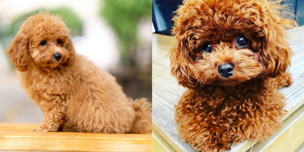 Poodle toy: Ο σκύλος που ζυγίζει κάτω από 4 κιλά, Χαρακτήρας, ιστορία ...