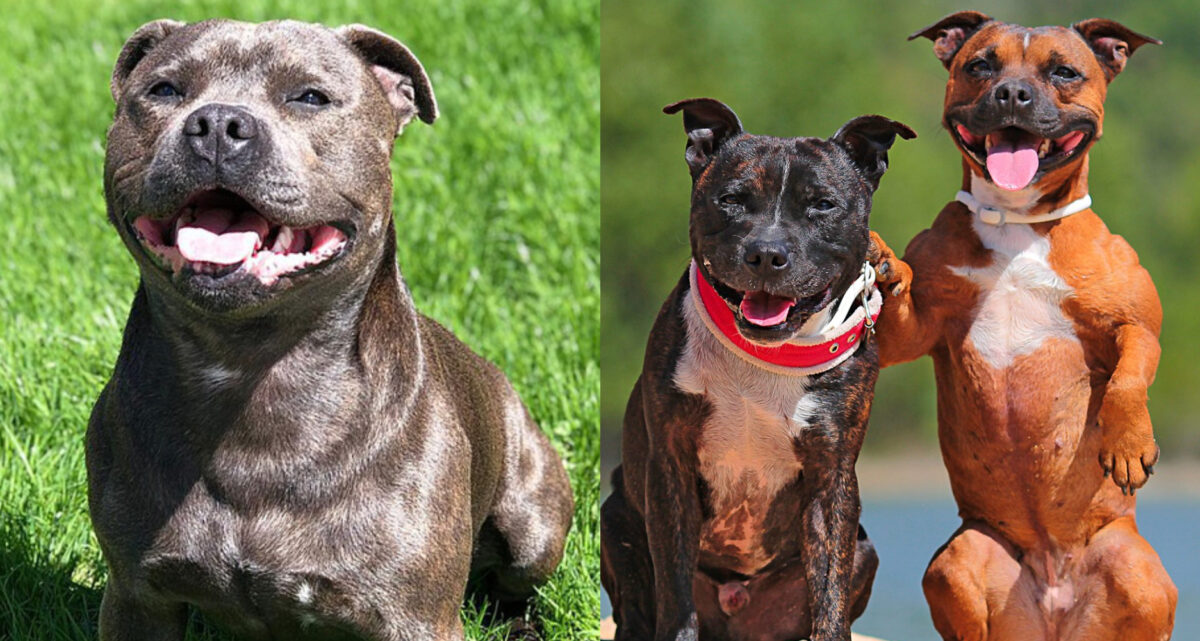 Staffordshire Bull Terrie: Ο σκύλος νταντά, Επισκόπηση φυλής – Ανάγκες ...