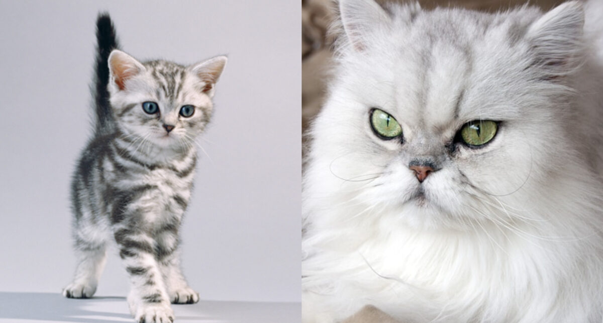 Τις αγαπάμε με κάθε τρόπο: Μικρά γατάκια γίνονται πανέμορφες γάτες ...