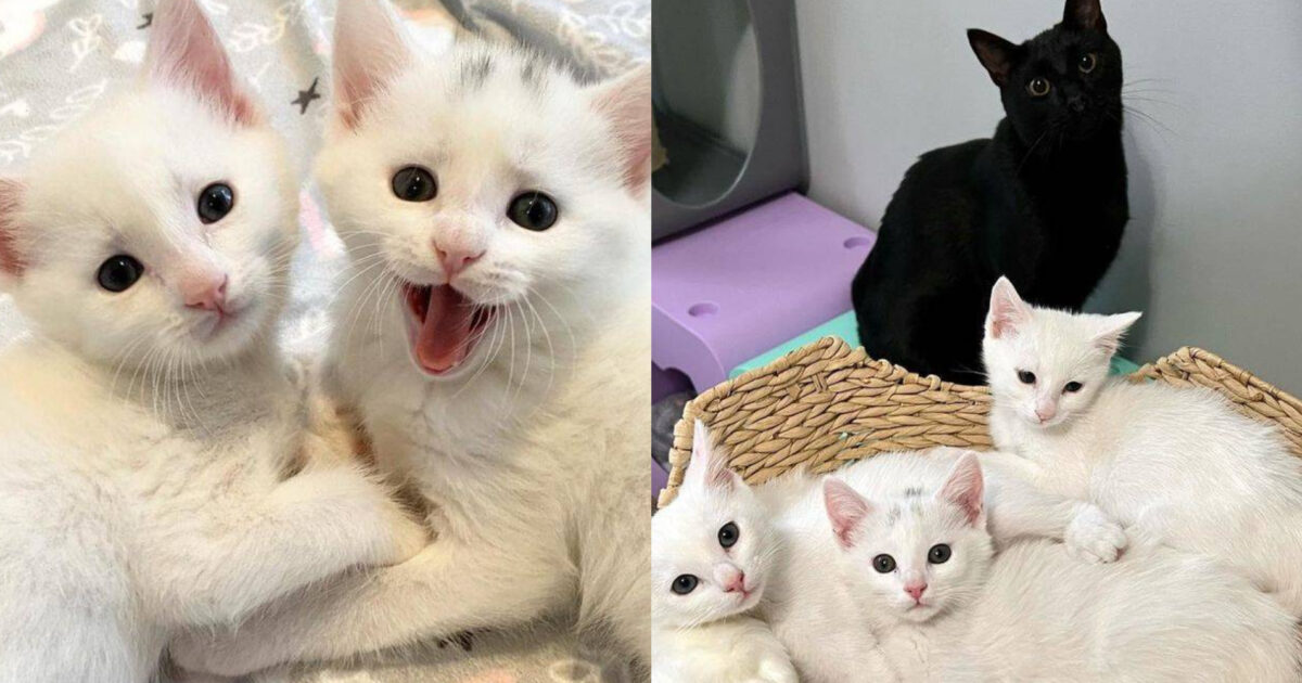 Έχουν και αυτά ψυχή: Αχώριστα γατάκια αδερφάκια σώζονται και γίνονται ο ...