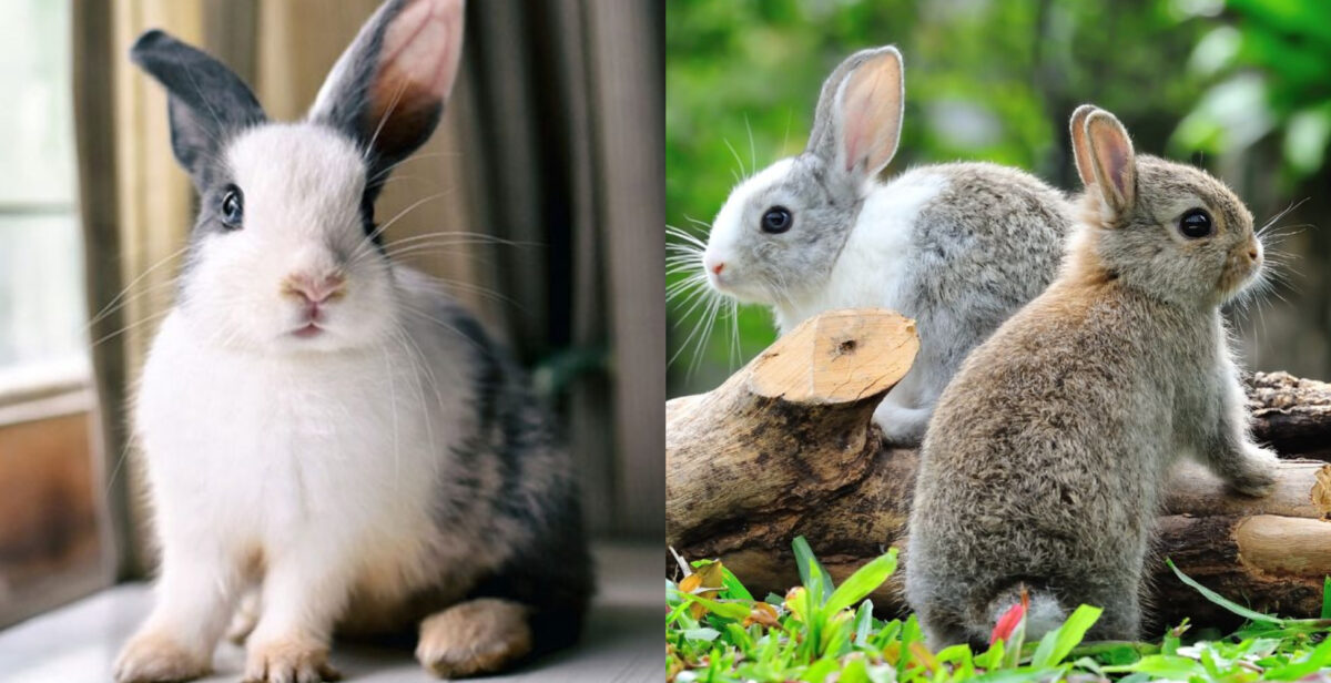 Πόσο ζουν τα κουνέλια; Οδηγός φροντίδας, τροφής και περιποίησης, Όλα τα ...