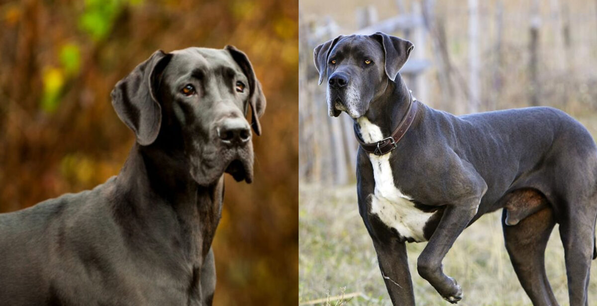 Μεγάλος Δανός: Ο Απόλλων των σκύλων- Επισκόπηση φυλής, Ανάγκες ...