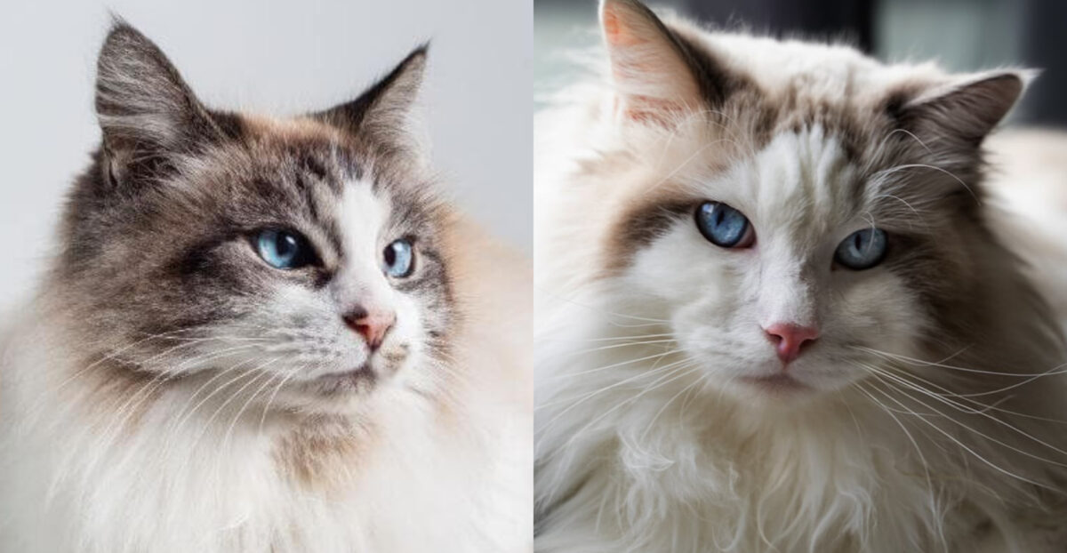 Γάτα Ragdoll: Ο καλύτερος φίλος του ανθρώπου - Χαρακτήρας ...