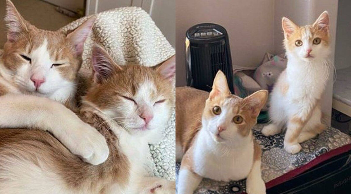 Τρυφερή εξέλιξη: Το γατάκι αναζητά βοήθεια έξω από σπίτι, καταλήγει με ...