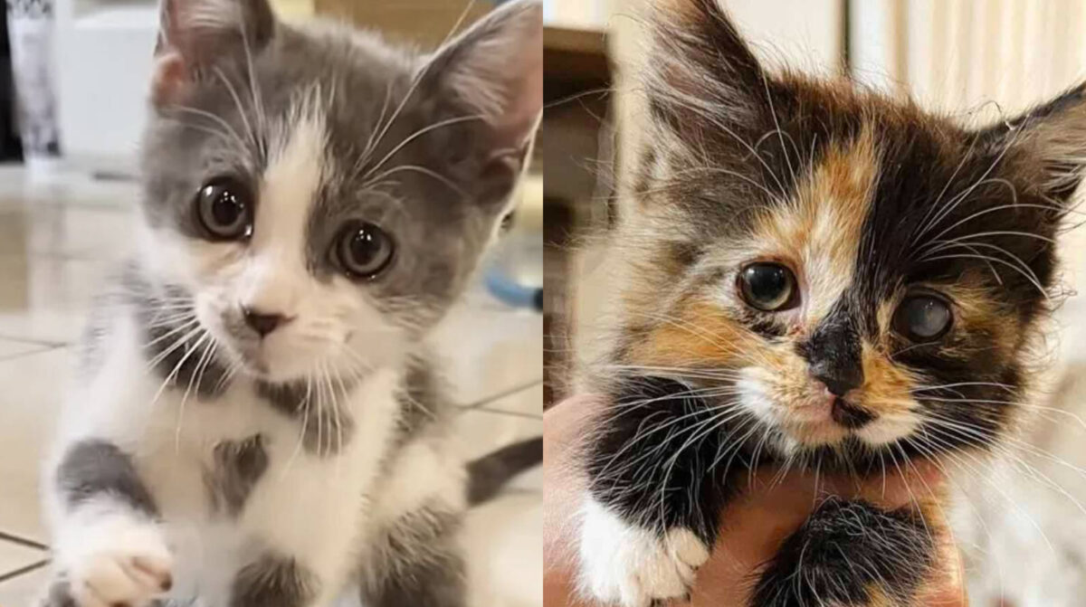 Δεύτερη ευκαιρία για ζωή: Αχώριστα άρρωστα αδερφάκια γατάκια ...