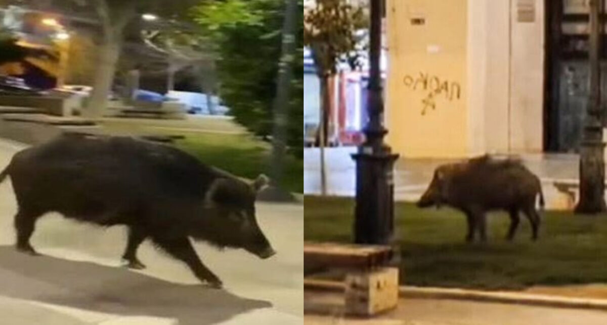 Βίντεο που έγινε viral: Ατάραχο αγριογούρουνο κάνει βόλτες στο κέντρο ...
