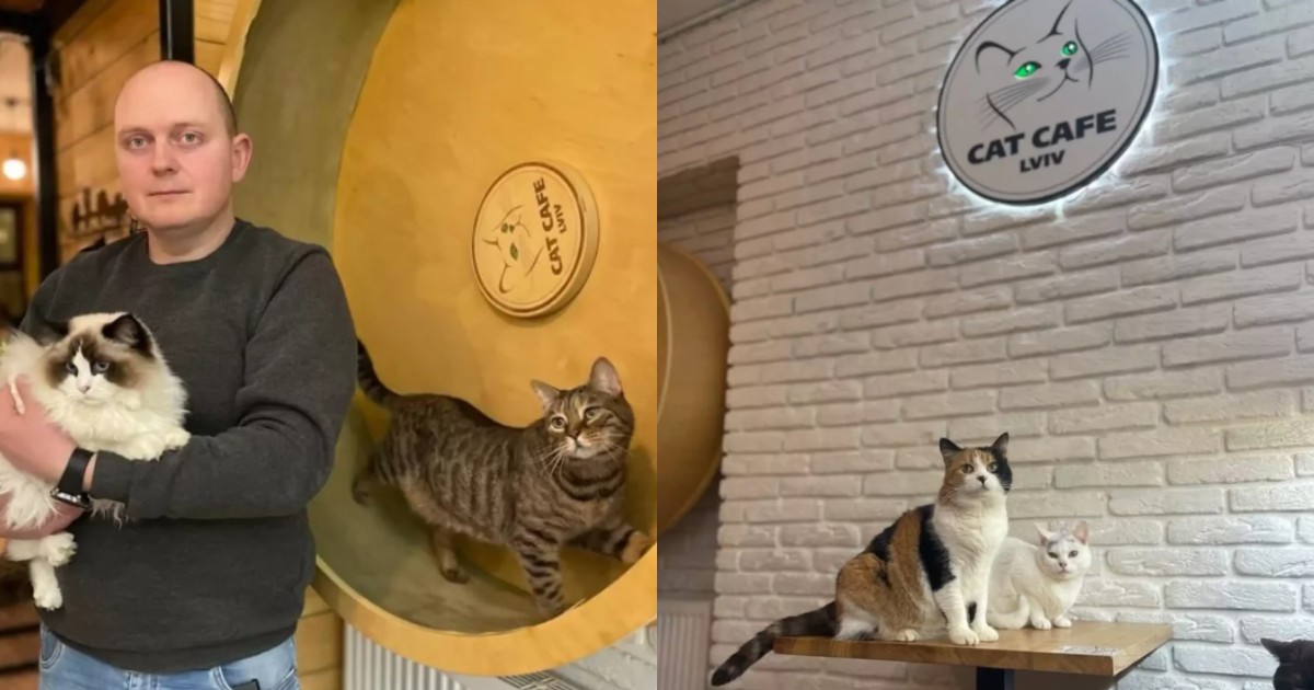 Ουκρανία: Το Cat Cafe παραμένει ανοιχτό για να φροντίζει τις 20 γάτες ...