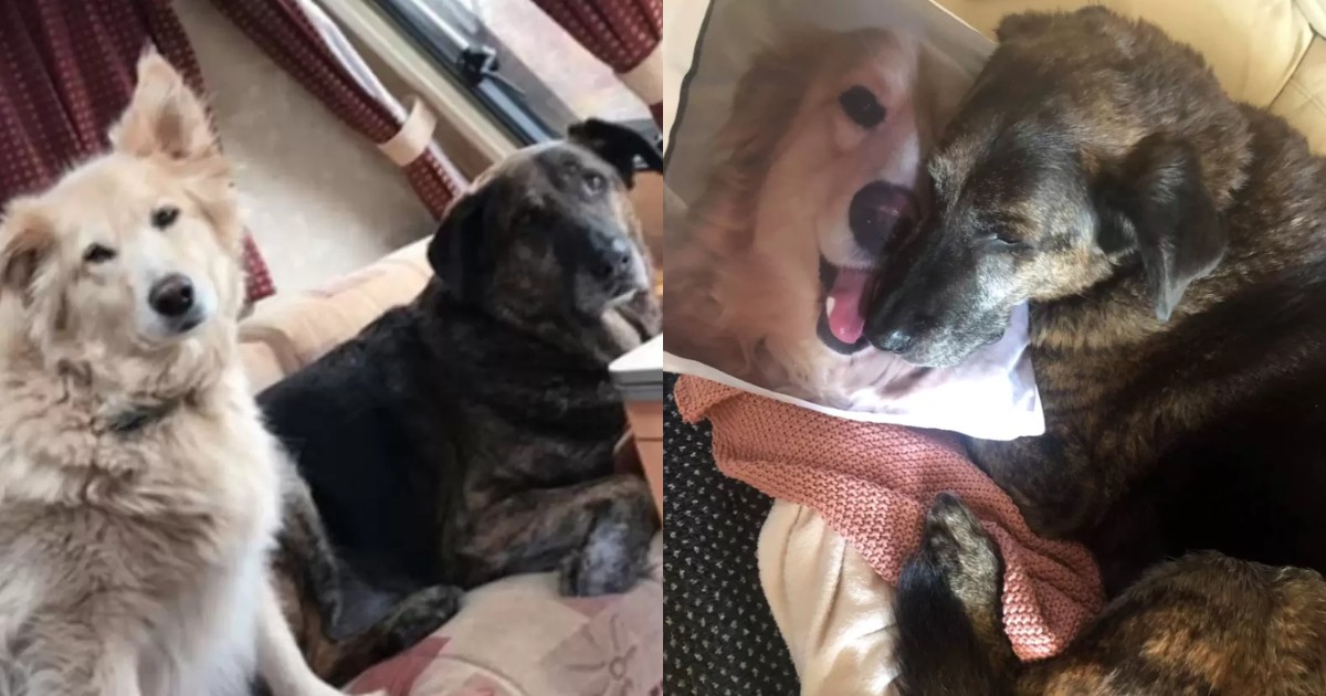 10 χρόνια φίλοι: Συντετριμμένος σκύλος δεν σταματά να αγκαλιάζει το μαξιλάρι του αδελφού του που ...