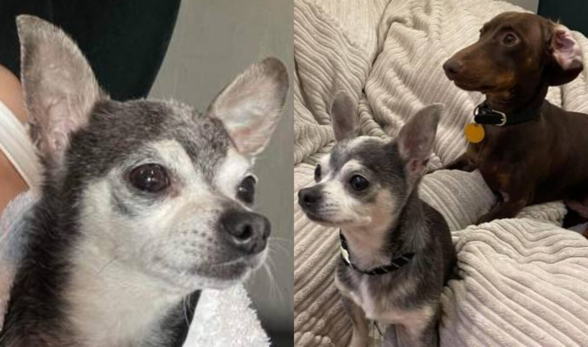Θαύμα: Chihuahua επανενώθηκε με τον ιδιοκτήτη του 10 χρόνια μετά την ...