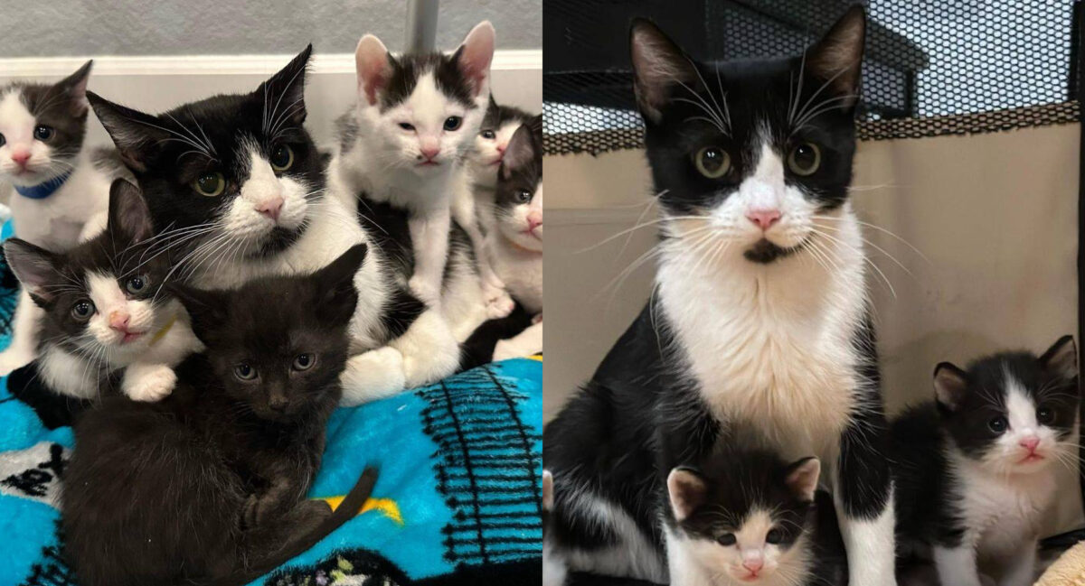 Προστατευτική και φοβισμένη γάτα ανοίγεται όταν συνειδητοποιεί ότι τα ...