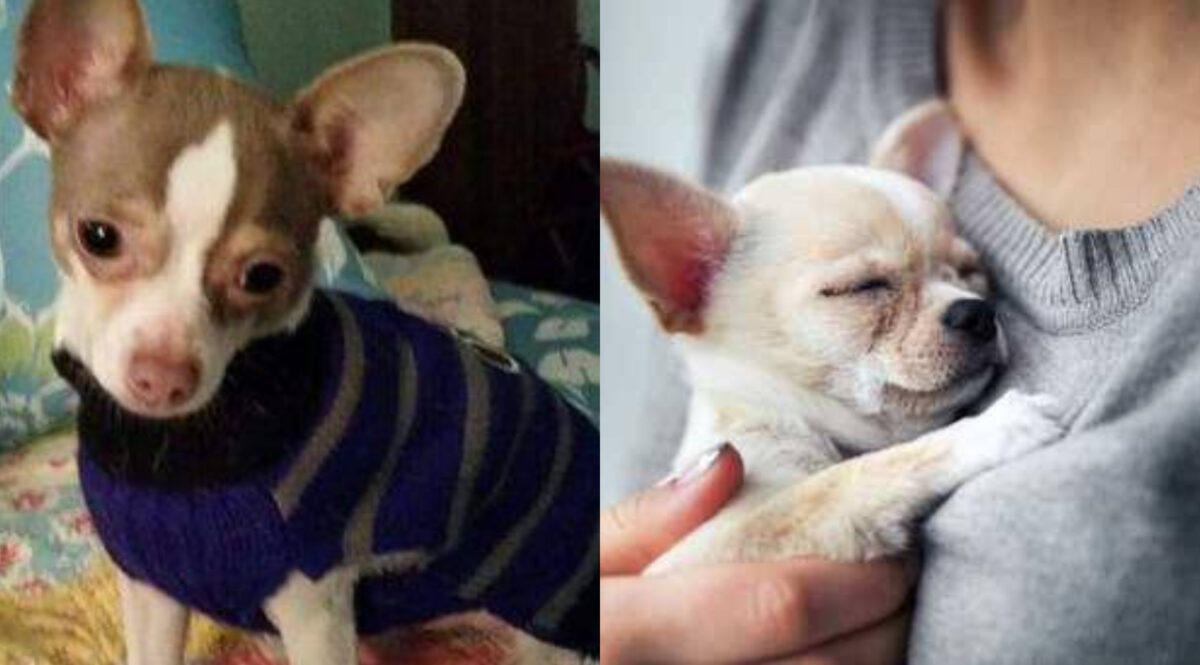 Ευχάριστα νέα: Έκλεψαν Τσιουάουα - Βρέθηκε μετά από 31 ημέρες και ...