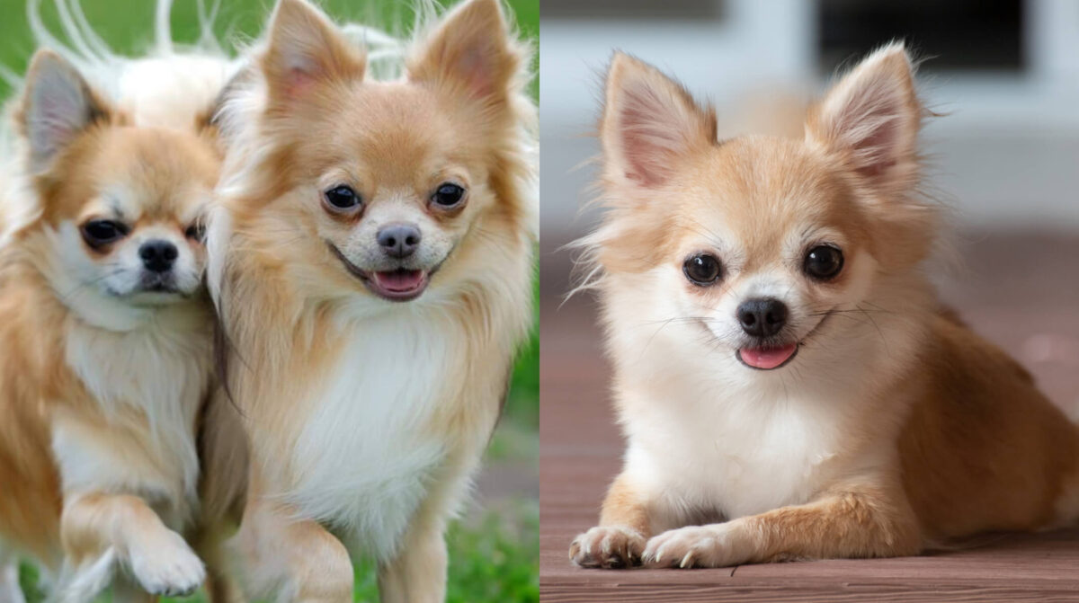 Εγκαταλελειμμένο κουτάβι Τσιουάουα βρέθηκε μόνο του στο αεροδρόμιο: Το ...