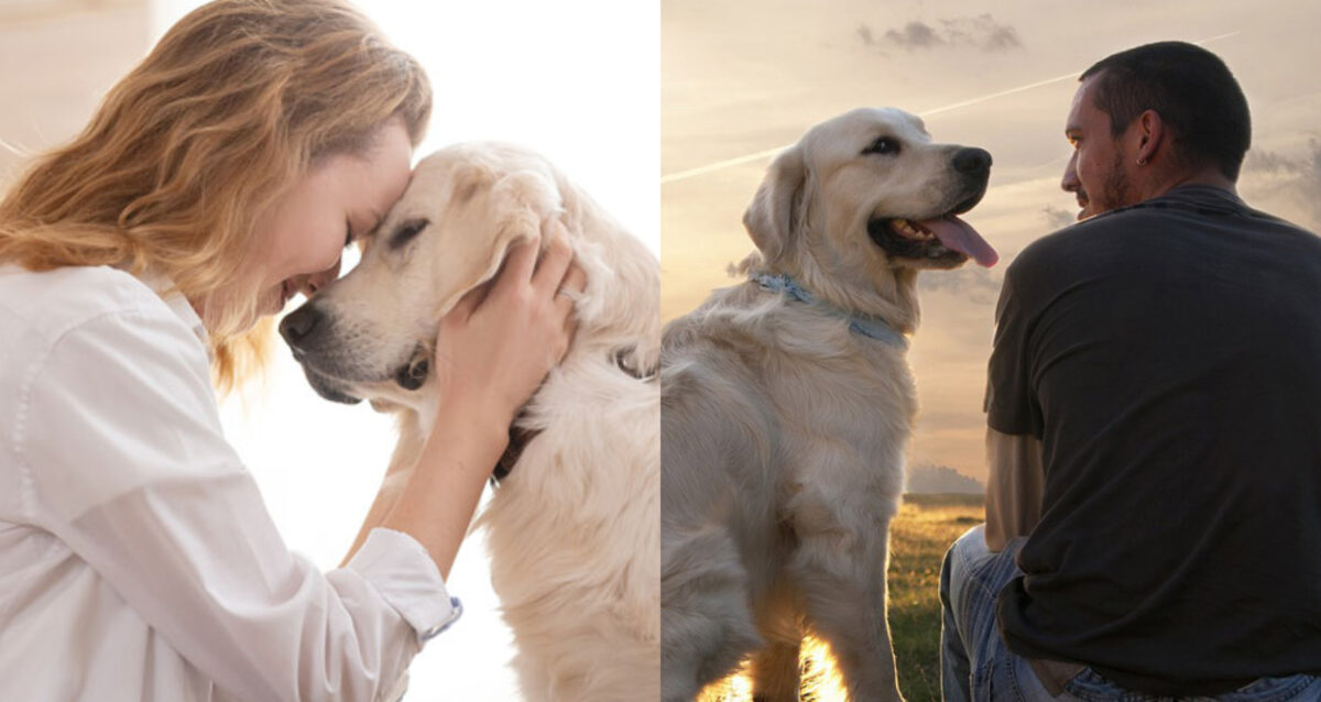 Ένας καλός pet sitter: Πώς να γίνετε φίλοι με ένα σκύλο που φροντίζετε ...