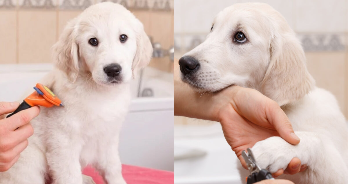 Πώς να βρείτε ένα σκύλο Groomer για τον τετράποδο φίλο σας;