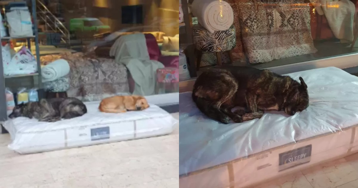Παράδειγμα προς μίμηση: Κατάστημα επίπλων φροντίζει τα σκυλιά της ...