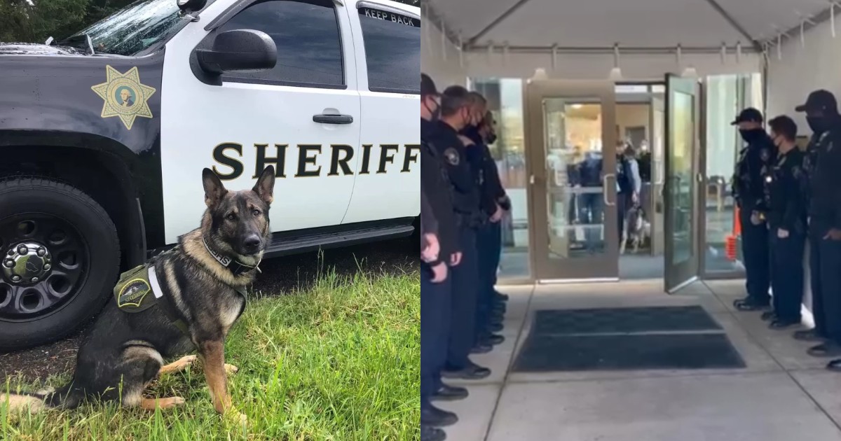 Τραυματισμένος σκύλος K9 δέχεται τιμές ήρωα όταν φεύγει από το ...