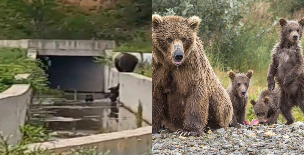 Ραγίζει καρδιές το video: Η στιγμή που αρκούδα προσπαθεί να ...