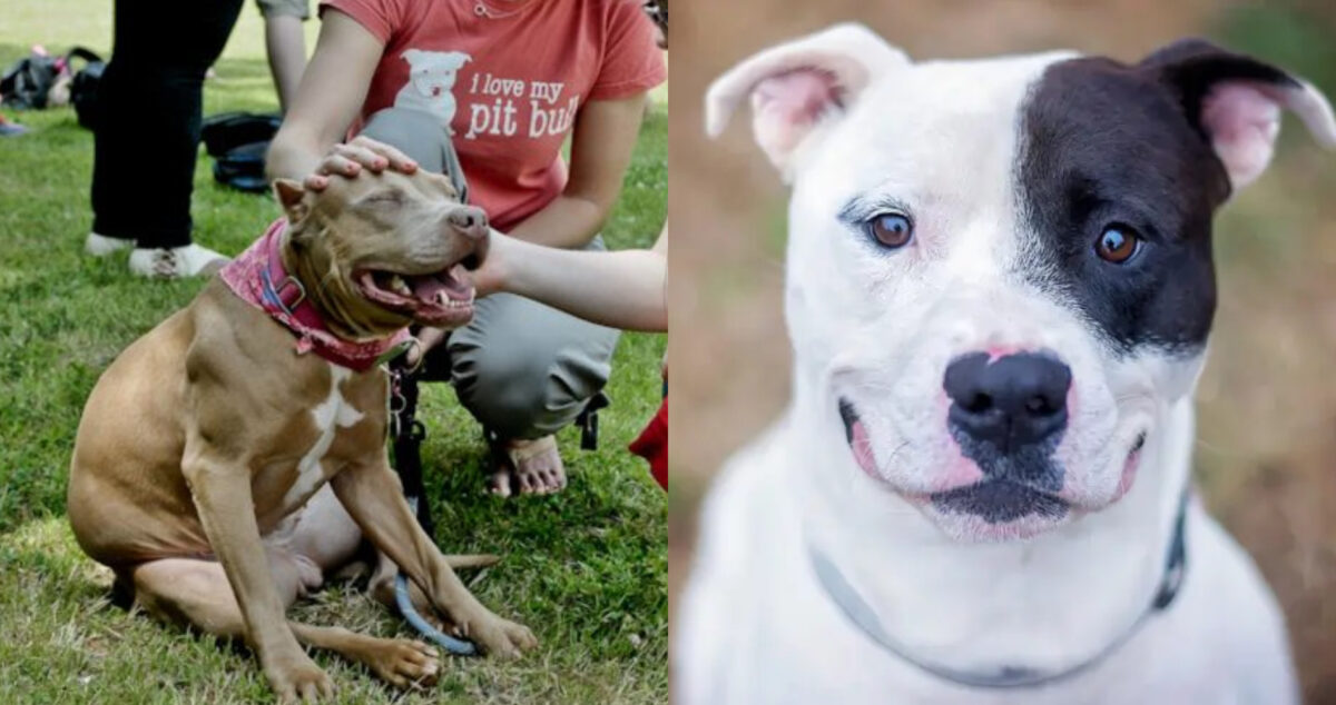10 λόγοι για τους οποίους τα Pit Bulls κυριαρχούν στην λίστα με τα πιο ...