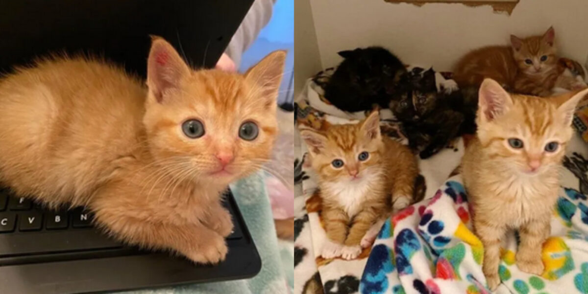 Διάσωση γατιών: Επτά μικρά γατάκια βρήκαν βοήθεια πάνω στην ώρα και η ...