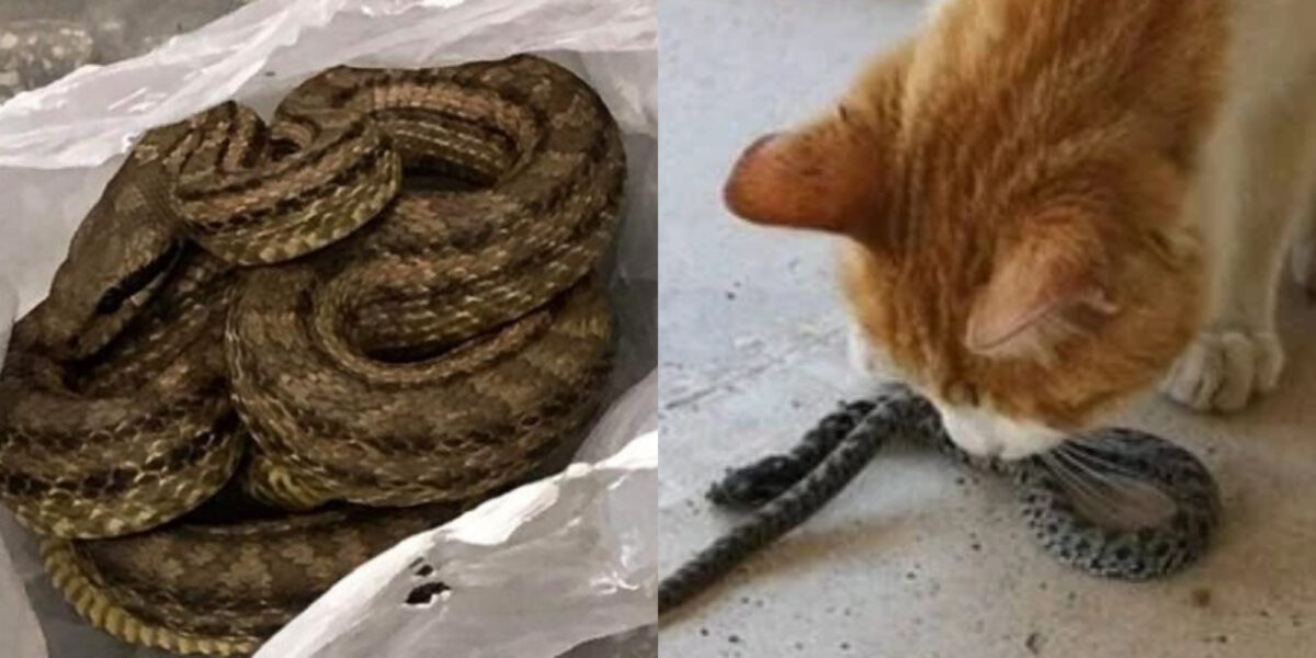 Πεσκέσι στους ιδιοκτήτες: Γάτα έπιασε φίδι στην Θεσσαλονίκη και το ...