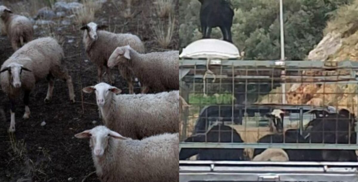 Οργή στο διαδίκτυο: Τα πρόβατα στην καρότσα και ο σκύλος στην οροφή του ...