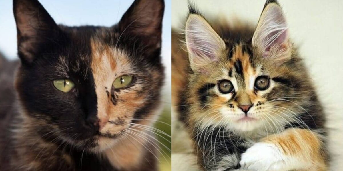 Πώς να ξεχωρίσετε τη διαφορά μεταξύ του χρώματος Torbie, Tortie, Calico ...