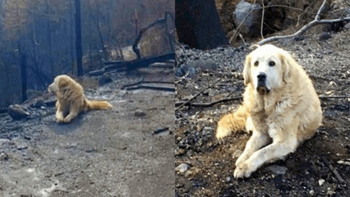 Ο σκύλος τους περιμένει εκεί όπως πάντα: Η οικογένεια αυτή επιστρέφει ...