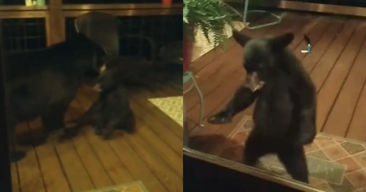 Μαμά αρκούδα «μαλώνει» μωρό αρκουδάκι όταν κρυφοκοιτάζει σε σπίτι ...