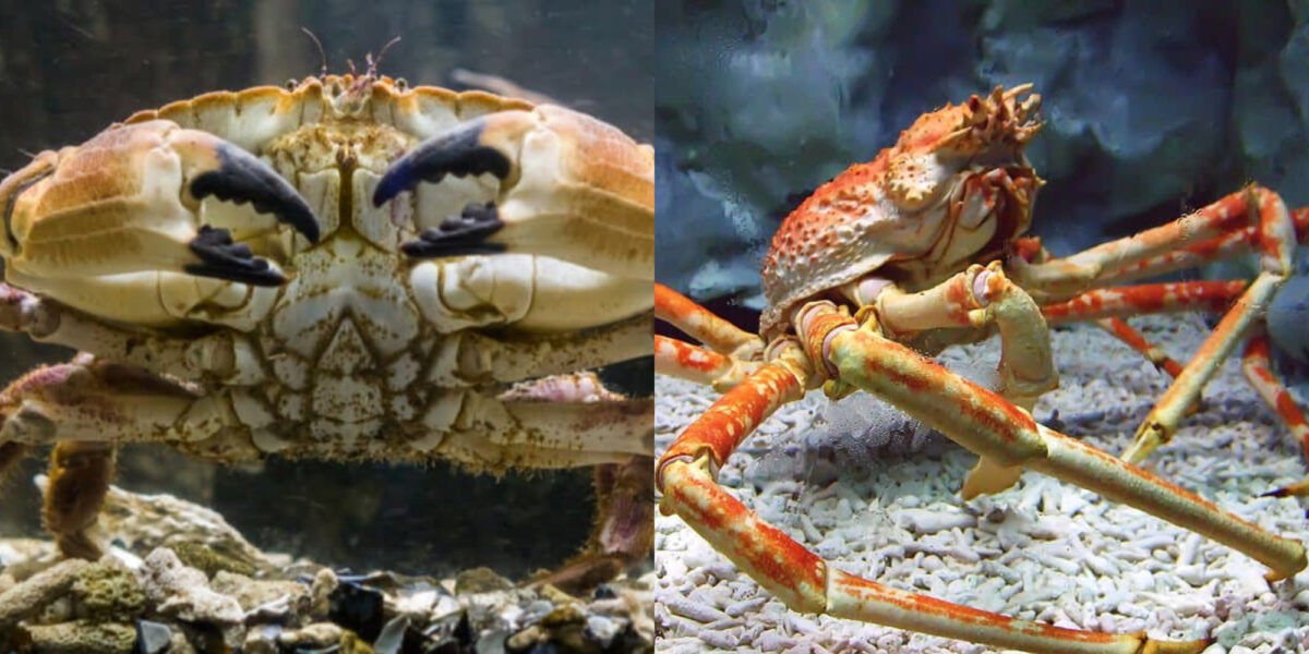 Τα 10 μεγαλύτερα καβούρια στον κόσμο: Ανακαλύψτε τα διαφορετικά είδη ...