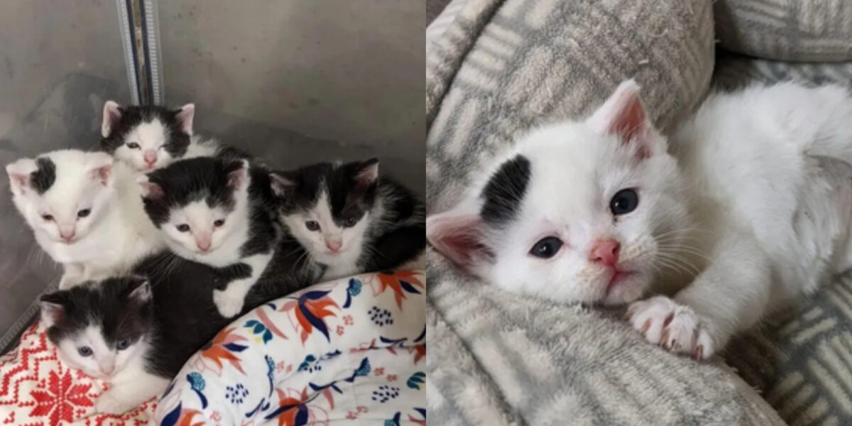 Πέντε ορφανά γατάκια: Βγαίνουν από το καβούκι τους μαζί όταν ...