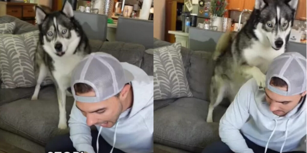 Αστεία αντίδραση Husky: Ιδιοκτήτη προσποιείται ότι τρώει το φαγητό του