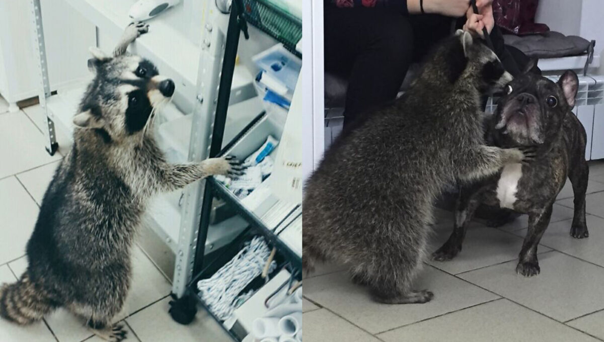 Ο καλύτερος βοηθός κτηνιάτρου: Ρακούν έχει ιδιαίτερη ικανότητα να ...