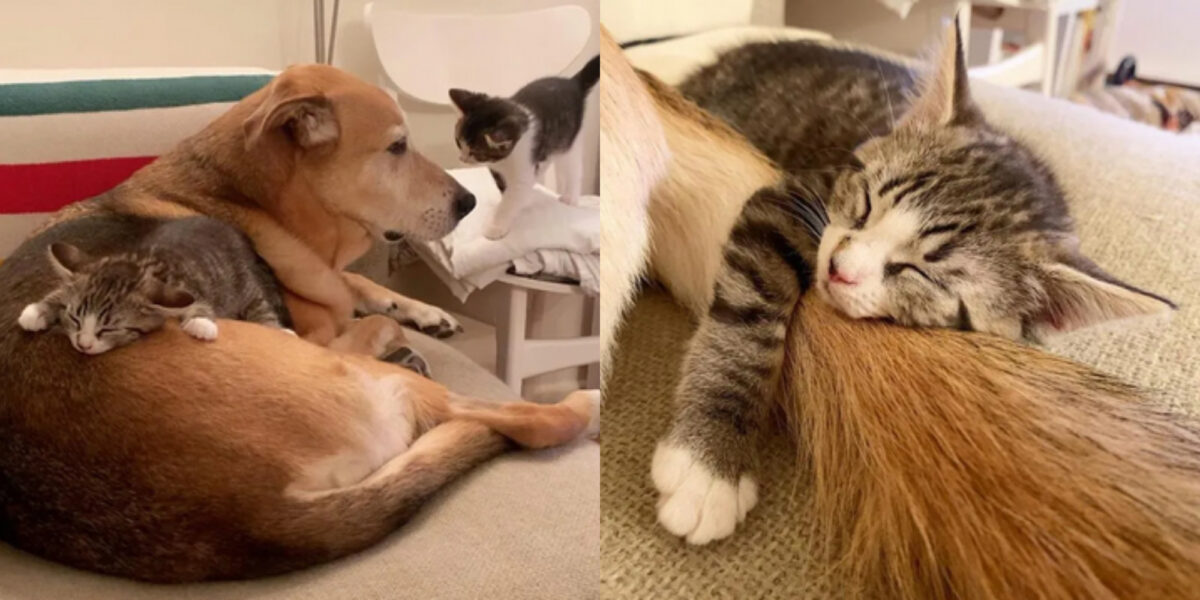 Viral video: Γλυκός σκύλος φροντίζει τα γατάκια διάσωσης μέχρι να βρουν ...