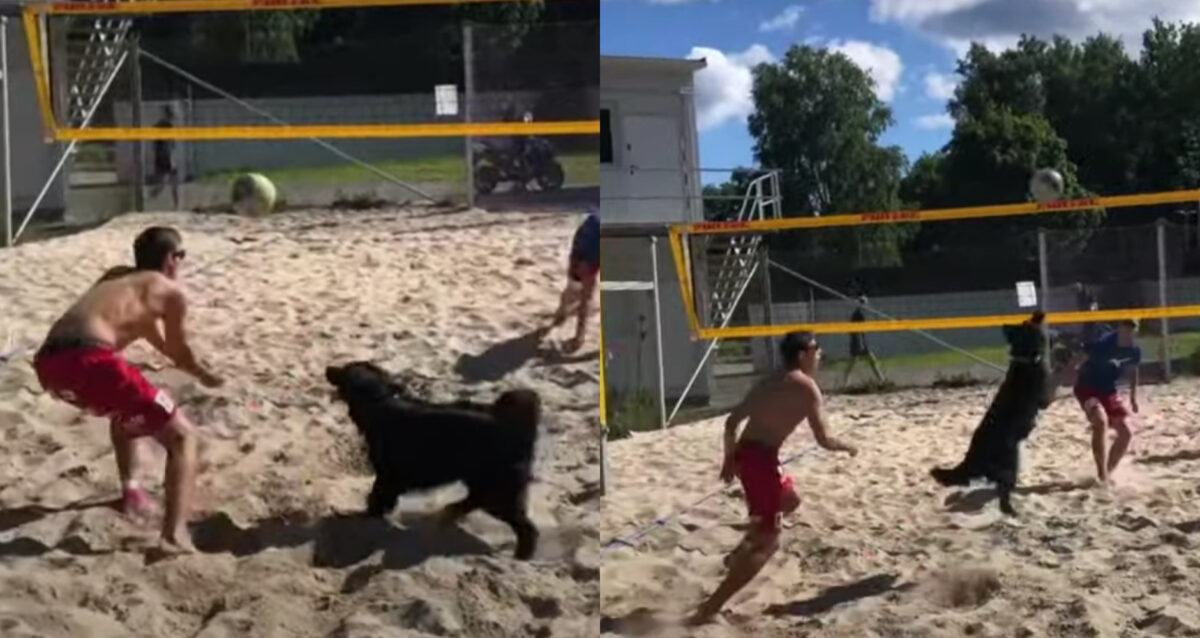 Χαρούμενες στιγμές: Σκύλος παίζει beach voley με τον κηδεμόνα του και ...