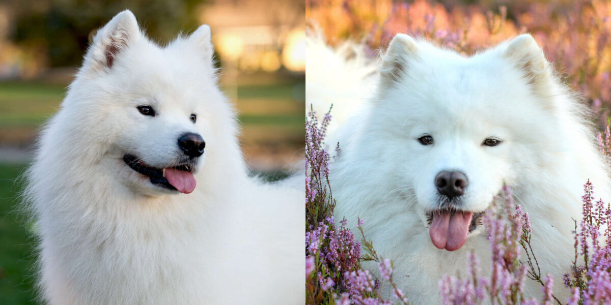 Samoyed: Ο εξημερωμένος λύκος- Ιδιαιτερότητες, χαρακτήρας και ανάγκες – Χρήσιμες πληροφορίες