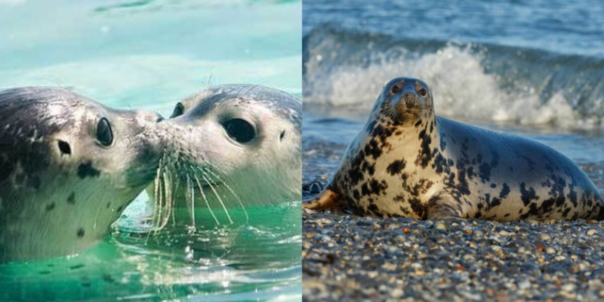 Μεσογειακή φώκια: Όλα όσα πρέπει να ξέρετε για αυτό το μοναδικό είδος