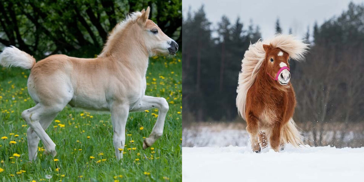 Οδηγός για τη διατροφή ενός πόνυ: Όσο λιγότερο τόσο καλύτερα- Χρήσιμες ...