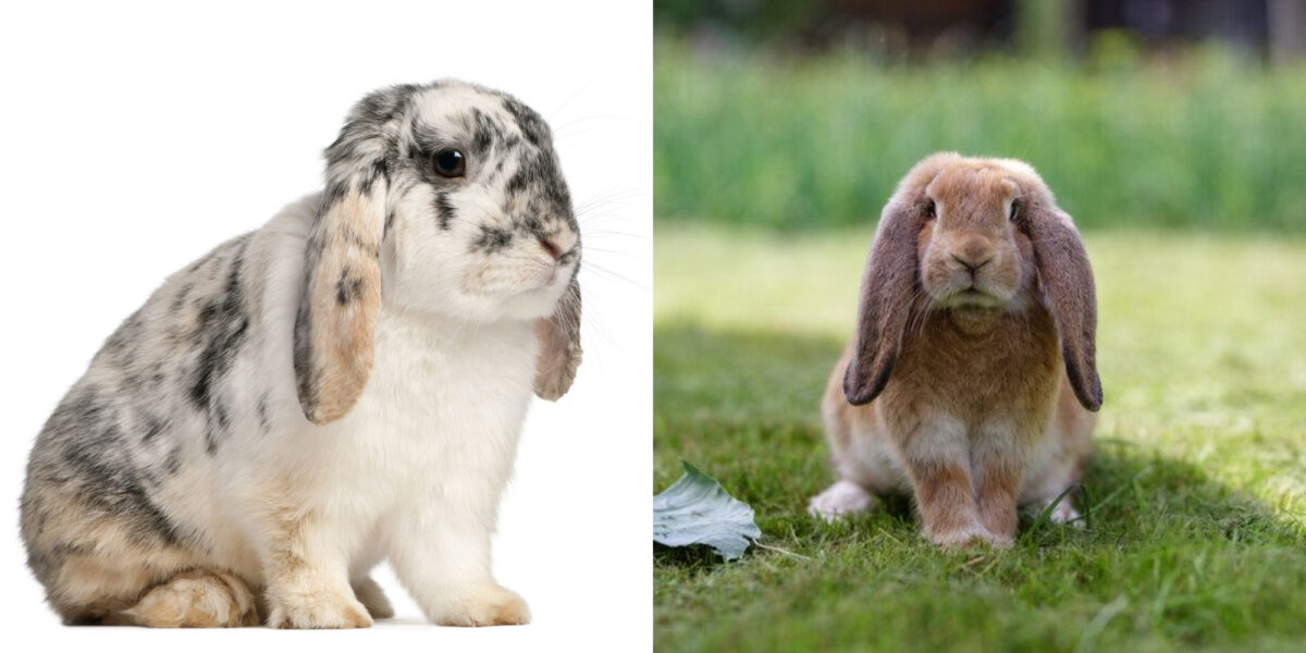 Πώς να φροντίσετε ένα γαλλικό κουνέλι Lop: Το πιο ήρεμο κουνέλι με τα ...