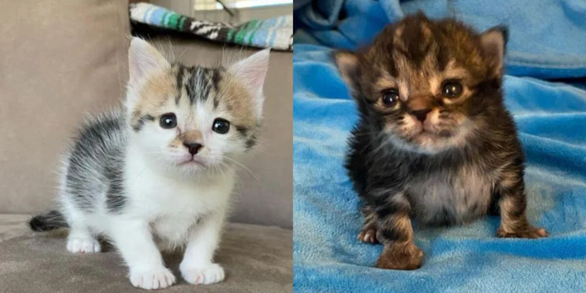 Αξιολάτρευτος δεσμός: Γατάκια ενθαρρύνουν το ένα το άλλο καθώς ...