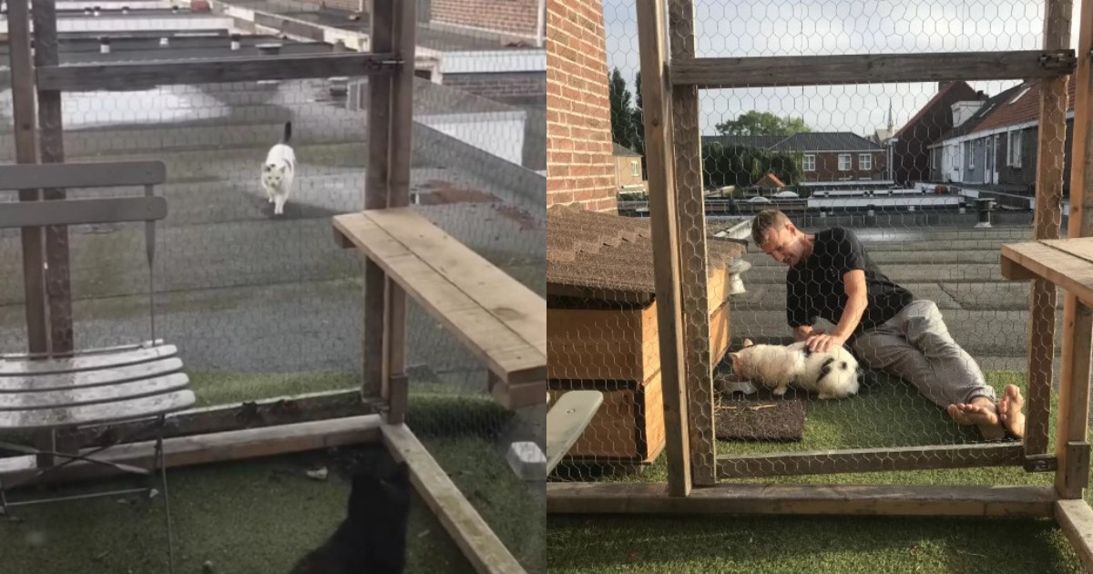 Οικογένεια φτιάχνει σπίτι για αδέσποτη γάτα - Petkeepers