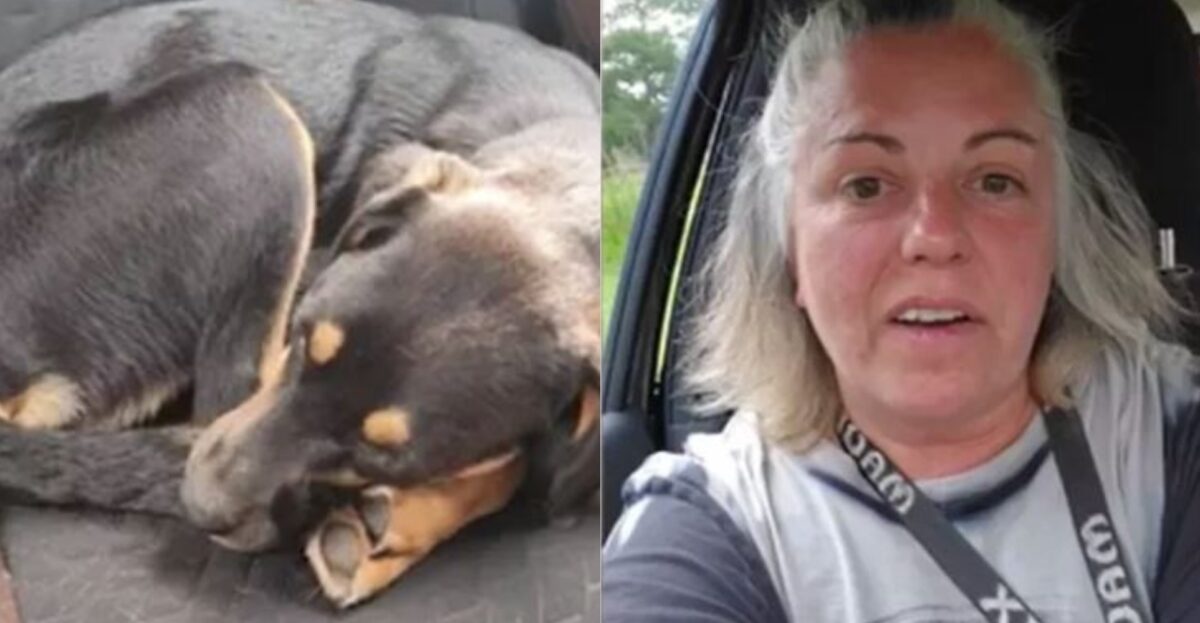 “Σκοπός είναι η ζωή”: Γυναίκα σώζει σκύλο στη μέση ευθανασίας και ...